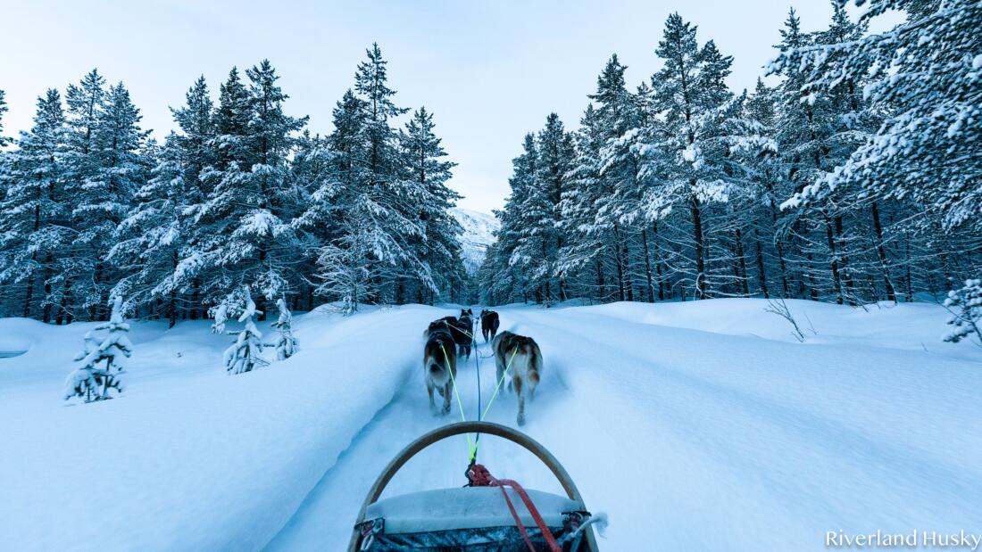 Husky Sled Tours